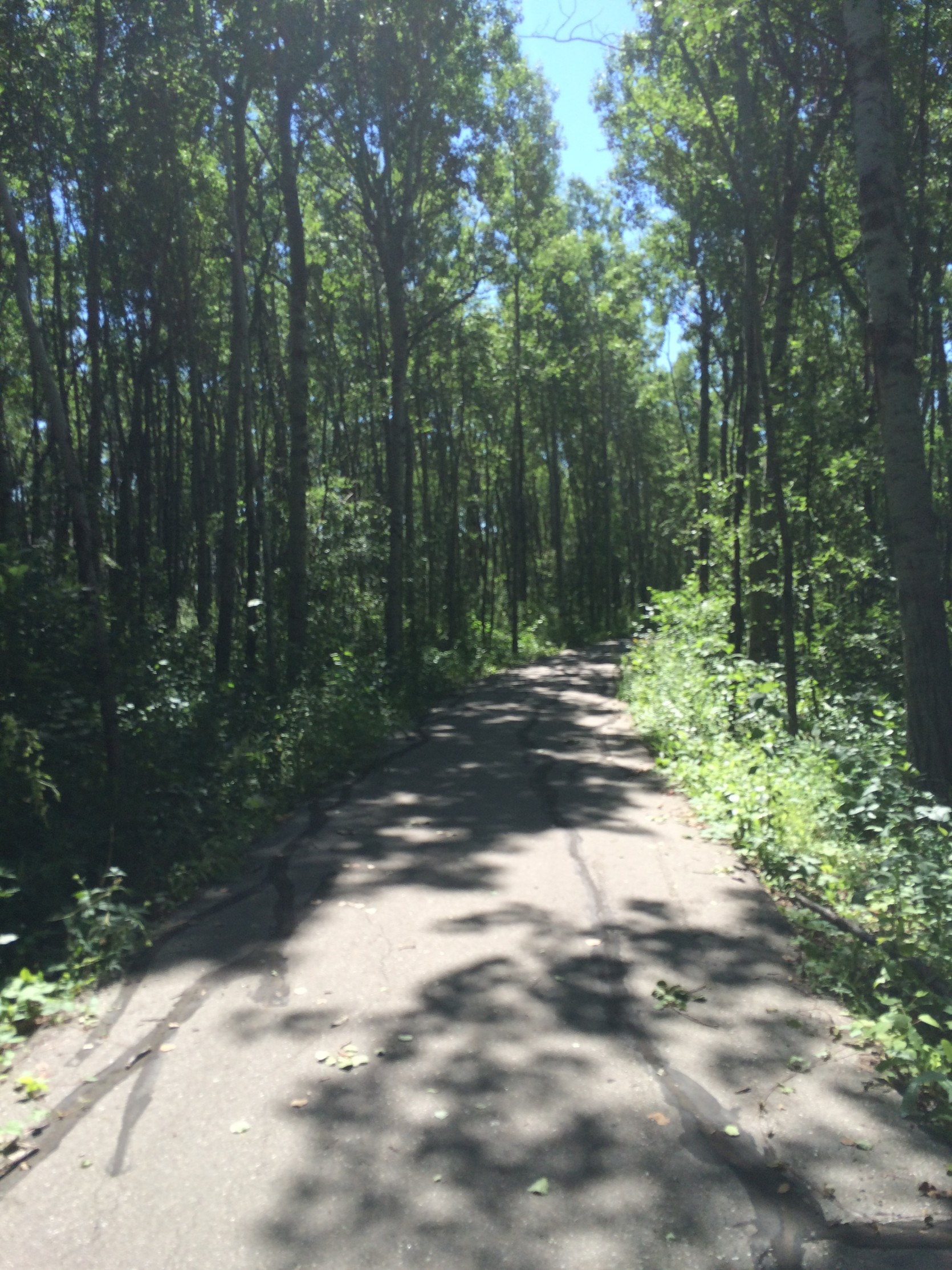 Bridgewater Forest Trails (The Experience) - Winnipeg Trails Association